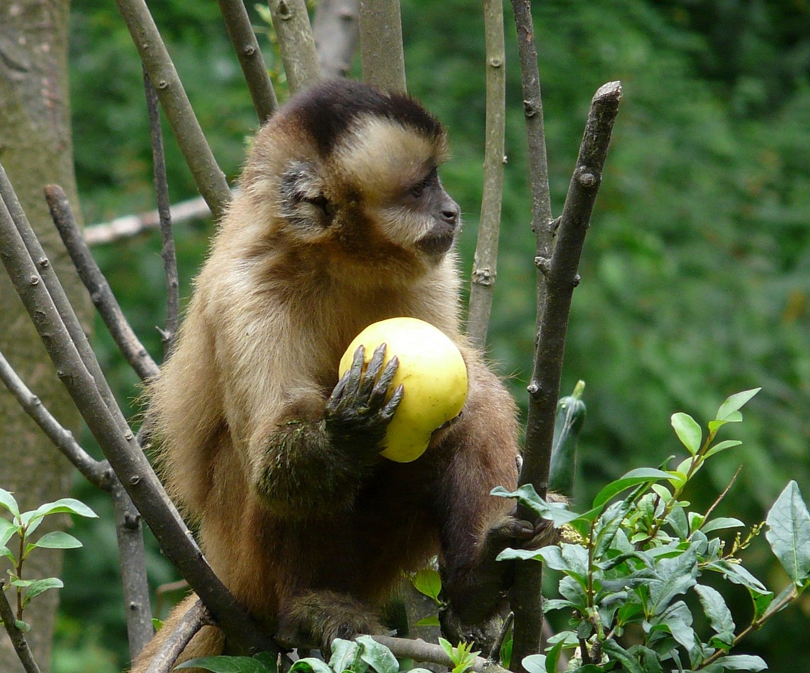 The 15 Best Places To Hang With Monkeys Around The World
